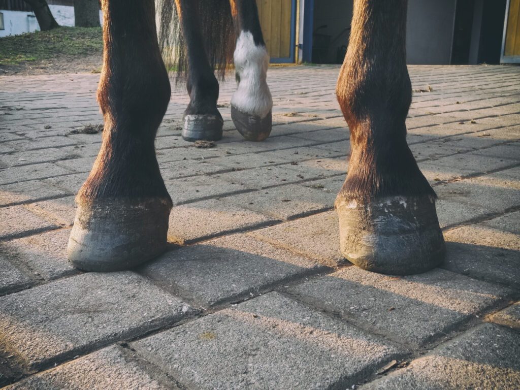 Rehabilitating Hooves Contaminated With Deep Thrush | Natural Horsemanship