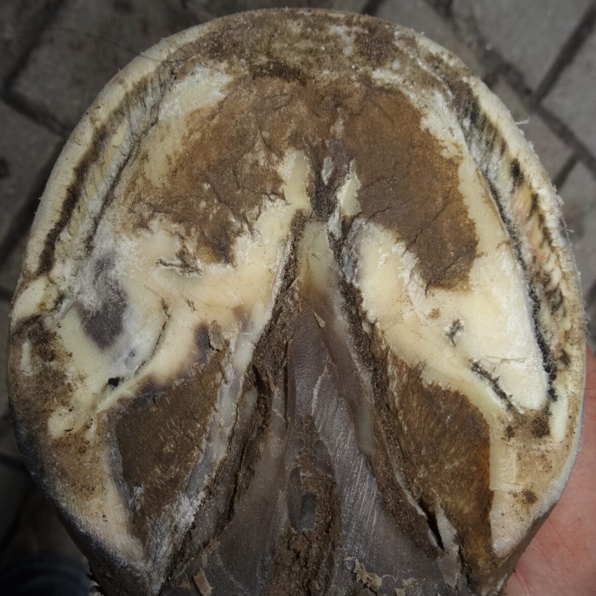 Bases Du Parage Naturel | Natural Horsemanship