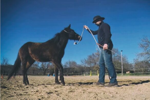 Colt Starting In 4 Days Real Time | Natural Horsemanship