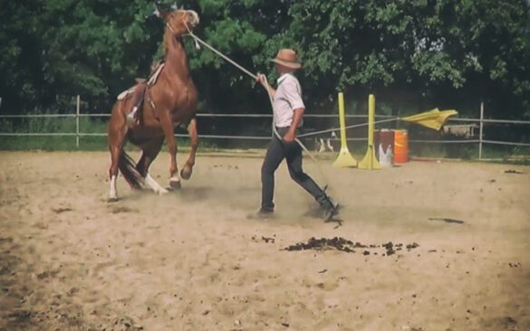 How To Fix A Rearing Horse? | Natural Horsemanship